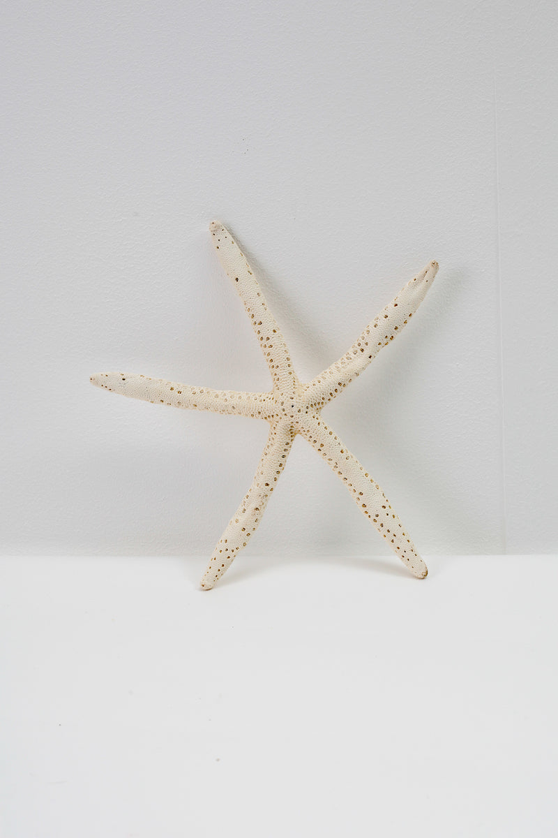 Faux Star Shell – ProppedUpRentals